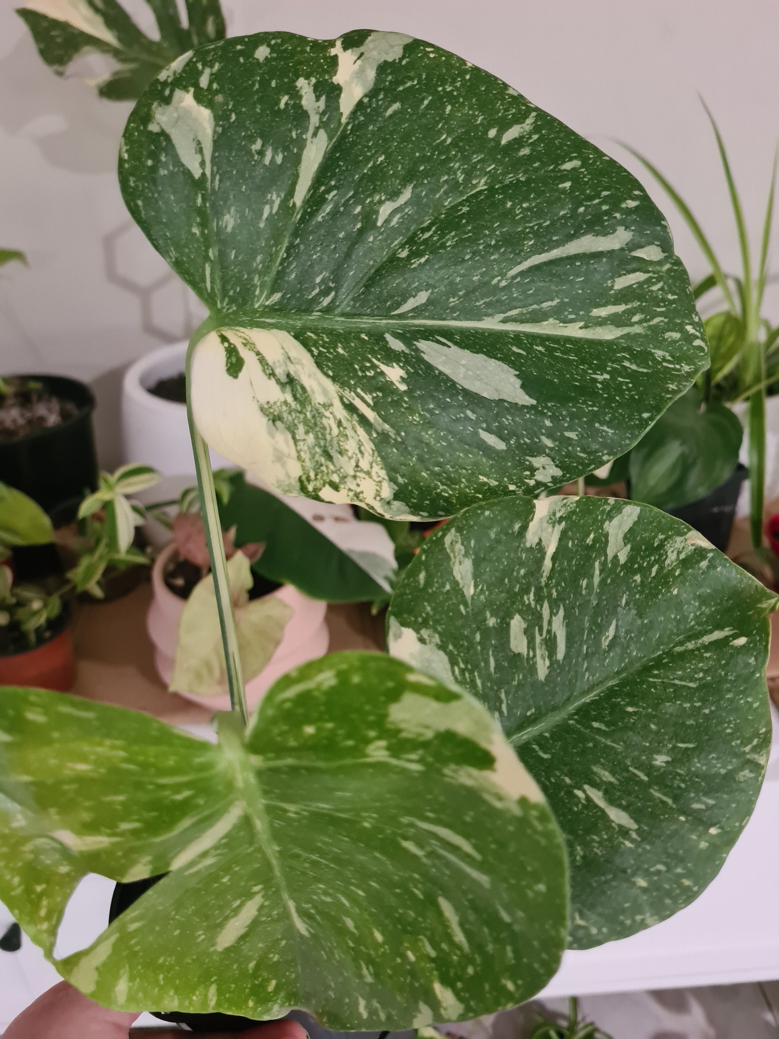 Thai Constellation "Samson" | Eden's Loft